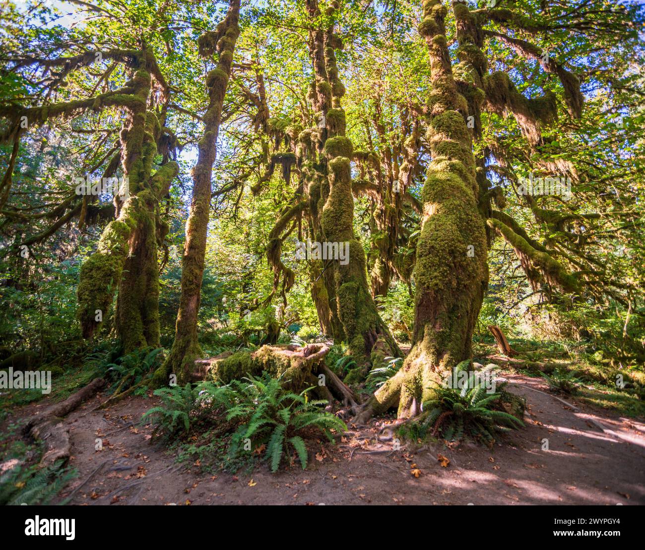 Moss Covered Trees in Hoh Rainforest in Olympic National Park ...