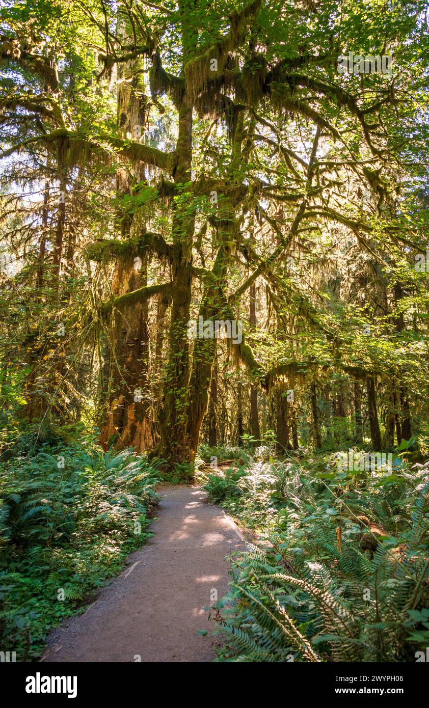Moss Covered Trees in Hoh Rainforest in Olympic National Park ...