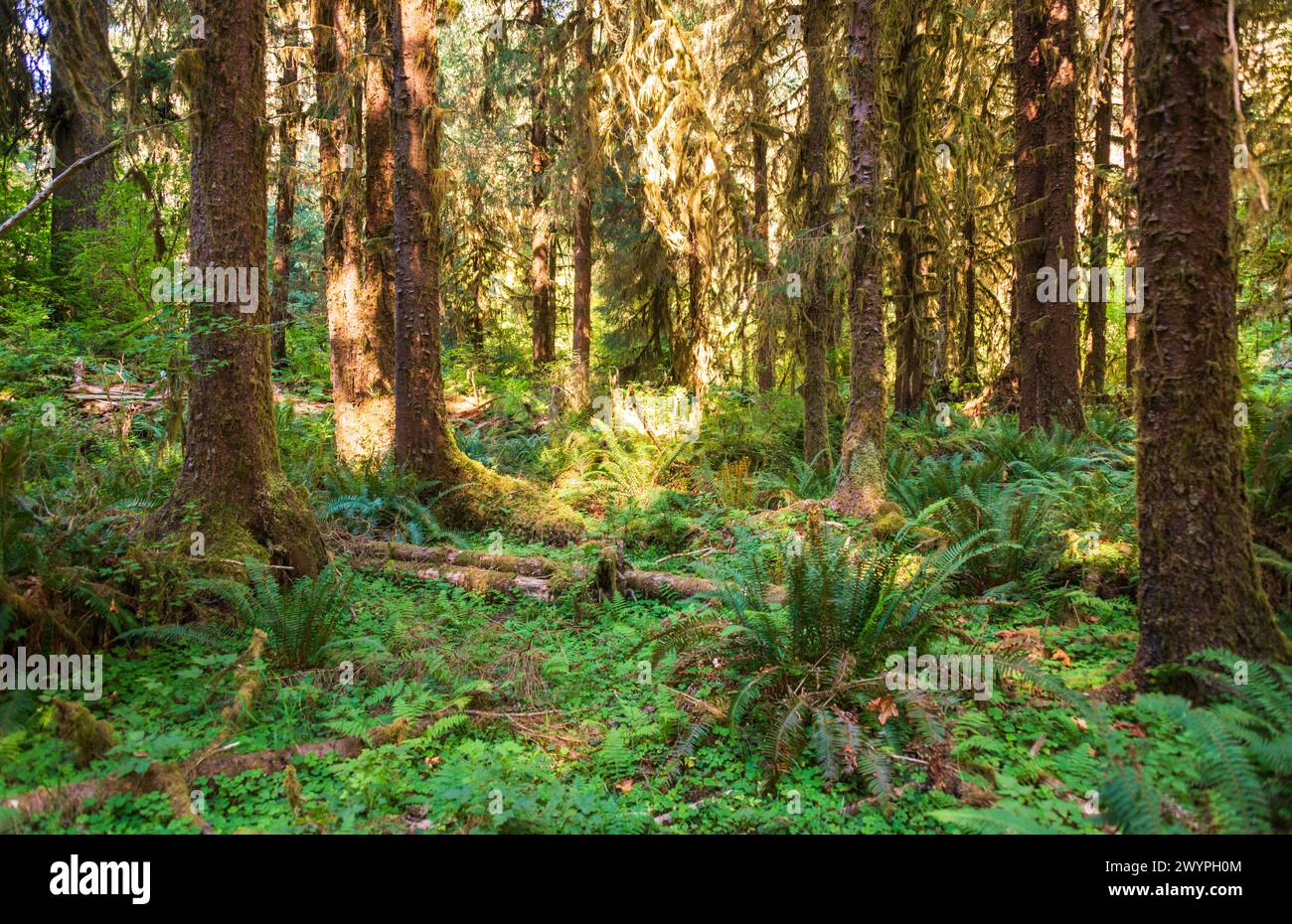 Moss Covered Trees in Hoh Rainforest in Olympic National Park ...