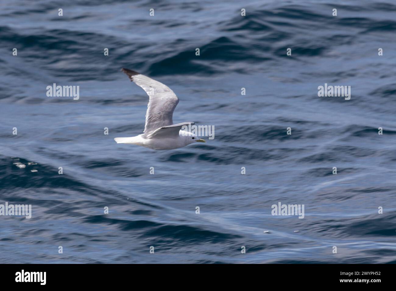 Great white seagull flies over the water Stock Photo - Alamy