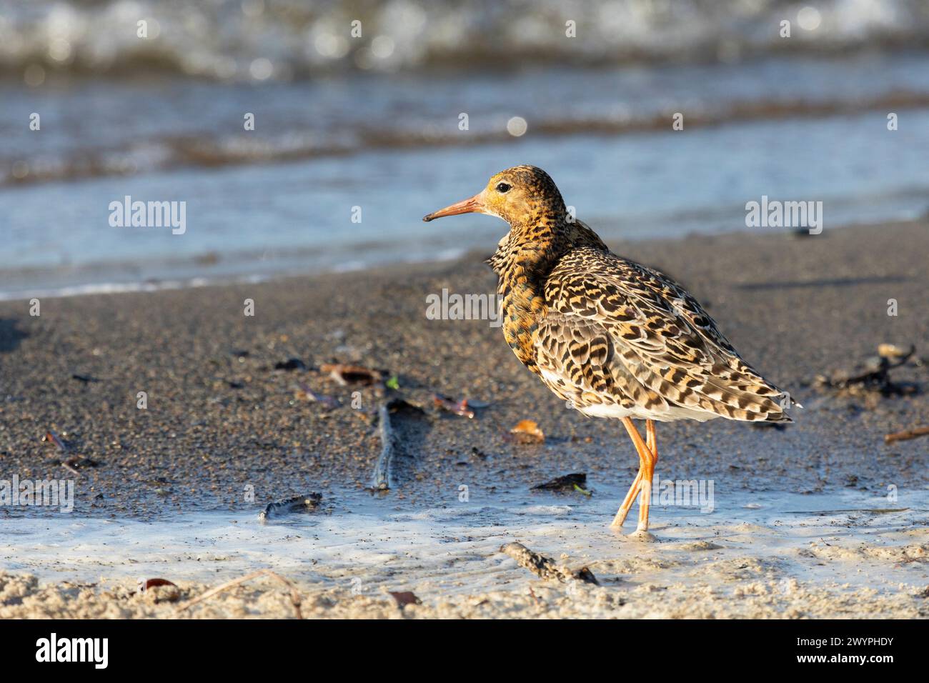 Plumage stands hi-res stock photography and images - Alamy