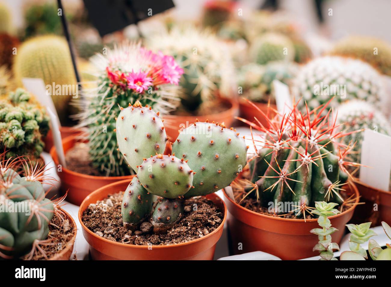 Succulents in pots hi-res stock photography and images - Alamy
