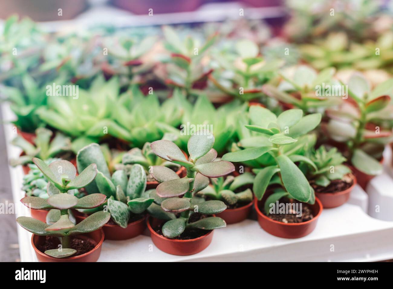 Succulents in pots hi-res stock photography and images - Alamy