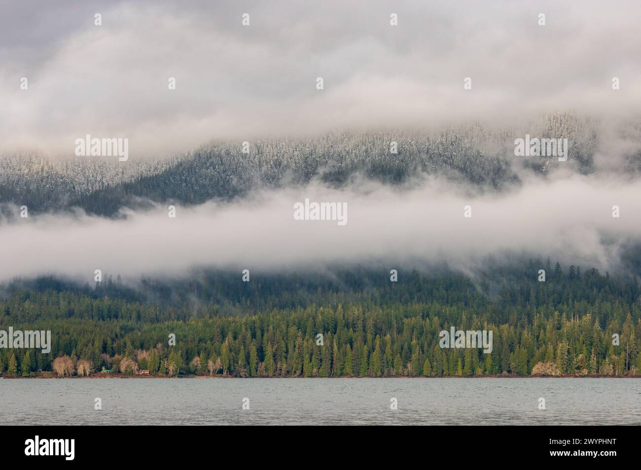 Snow Covered Pine Forest at Quinault Rainforest in Olympic National ...