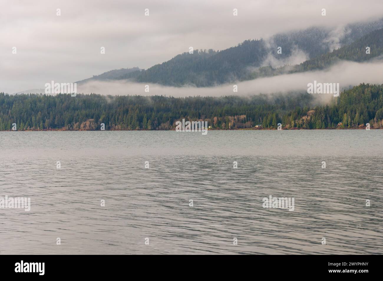 Snow Covered Pine Forest at Quinault Rainforest in Olympic National ...