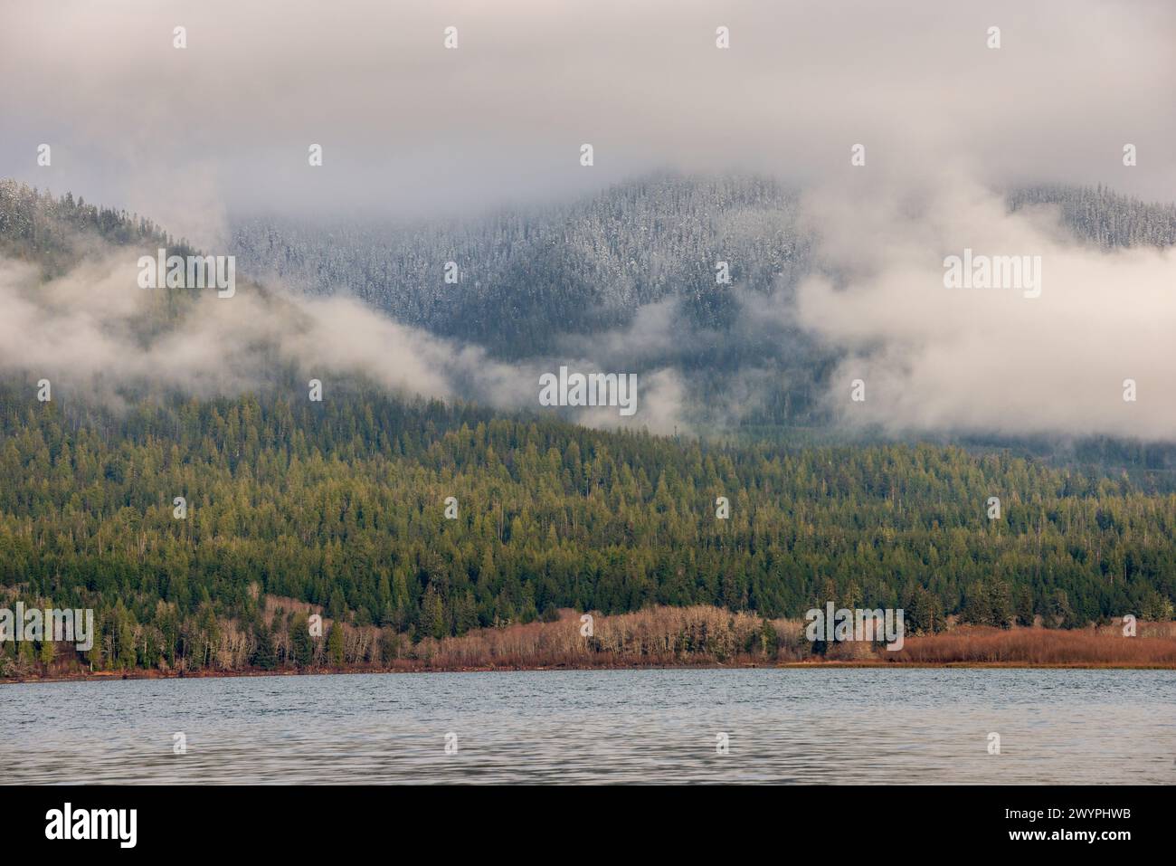 Snow Covered Pine Forest at Quinault Rainforest in Olympic National ...