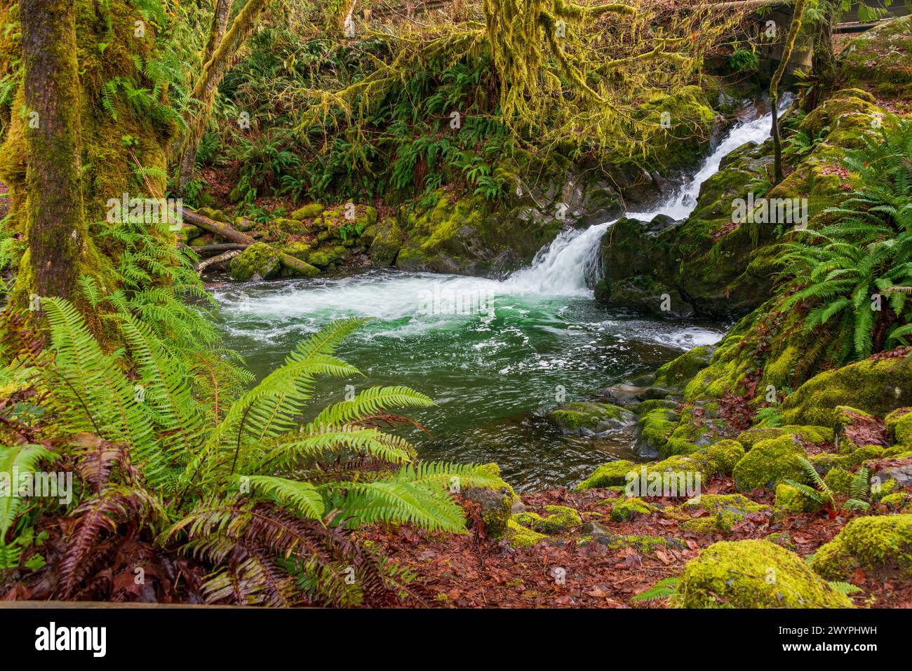 Quinault rainforest washington usa hi-res stock photography and images ...