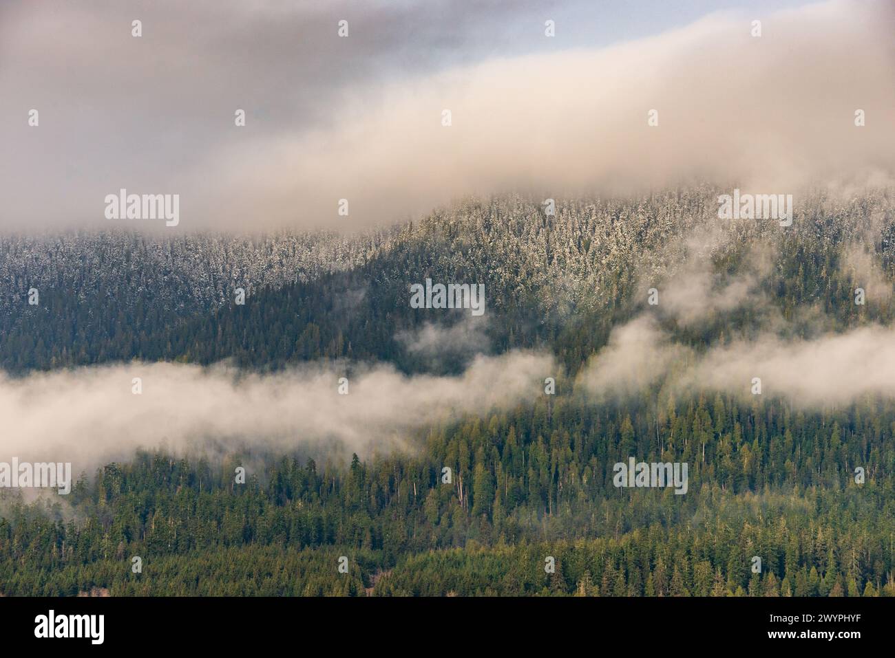 Snow Covered Pine Forest at Quinault Rainforest in Olympic National ...
