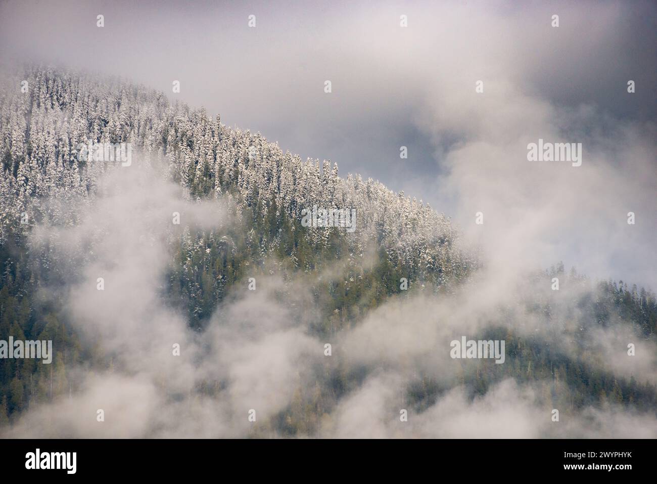 Snow Covered Pine Forest at Quinault Rainforest in Olympic National ...