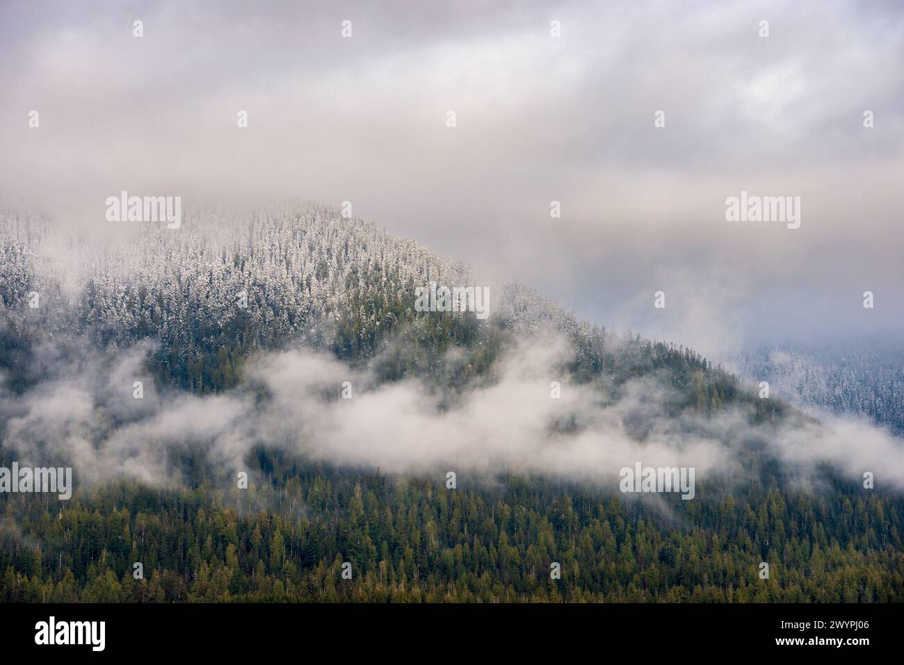 Snow Covered Pine Forest at Quinault Rainforest in Olympic National ...