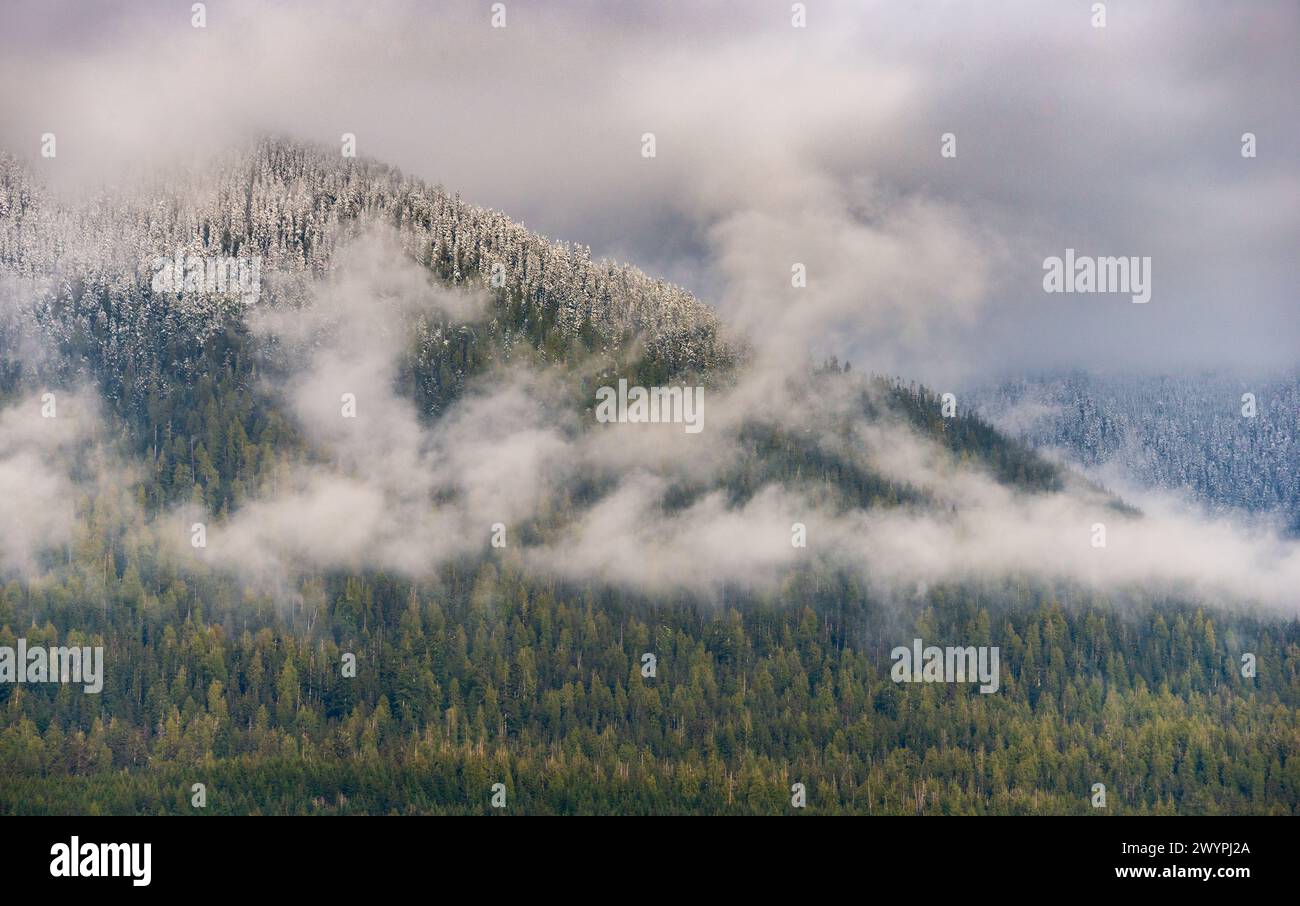 Snow Covered Pine Forest at Quinault Rainforest in Olympic National ...