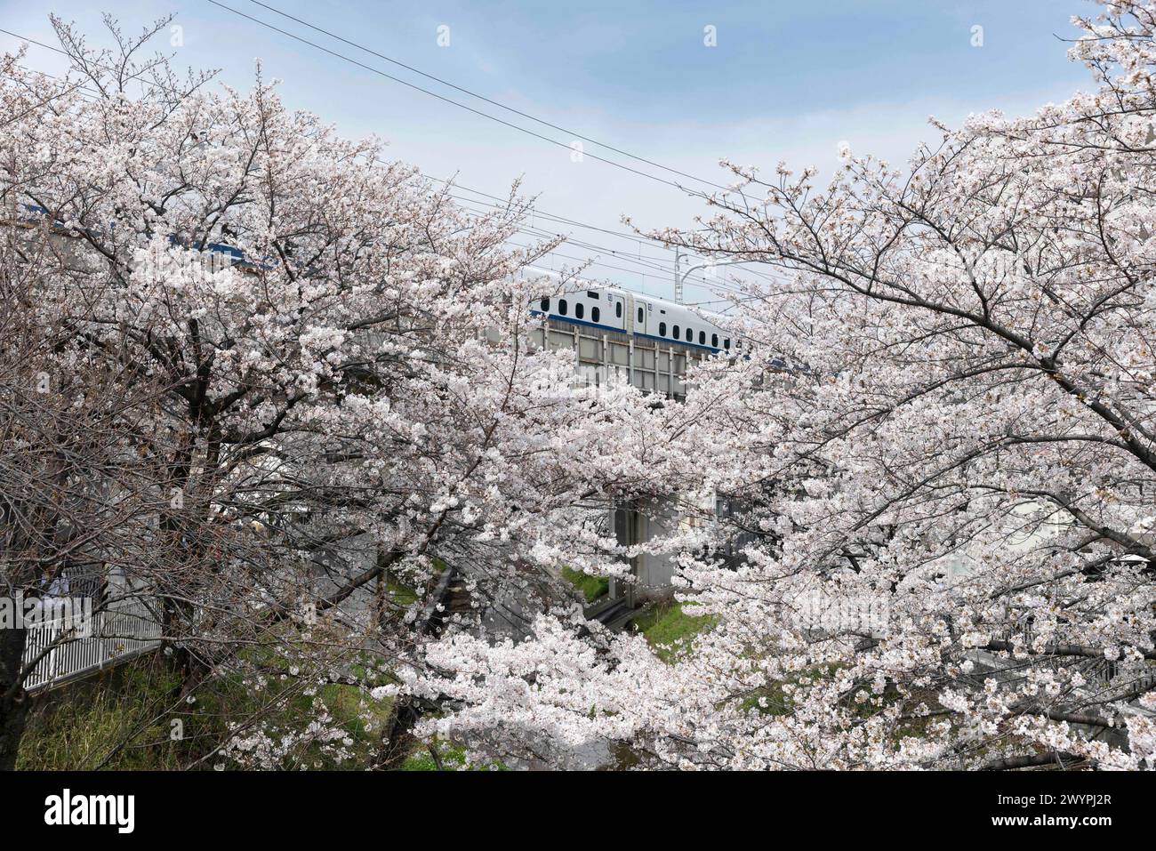 Kawasaki, Japan. 07th Apr, 2024. Shinkansen train rides on a bridge ...