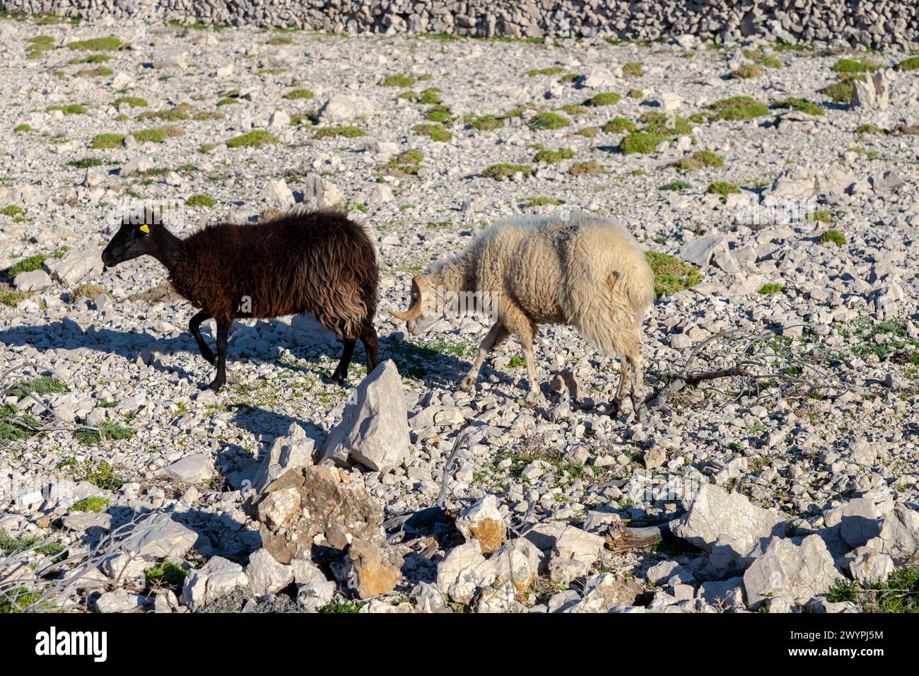 ram and sheep on the rock Stock Photo - Alamy