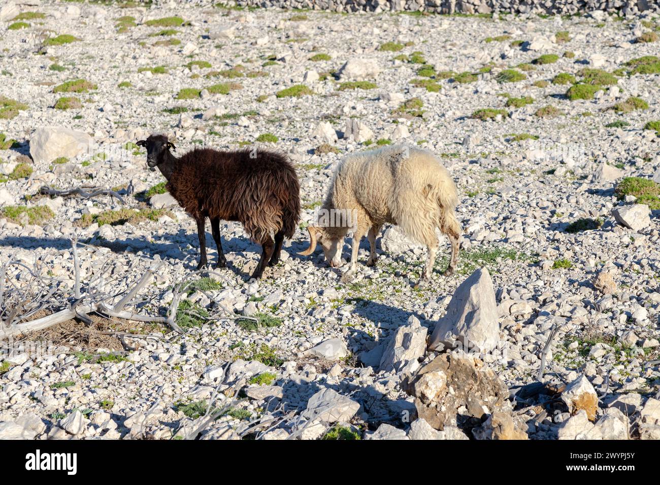 ram and sheep on the rock Stock Photo - Alamy