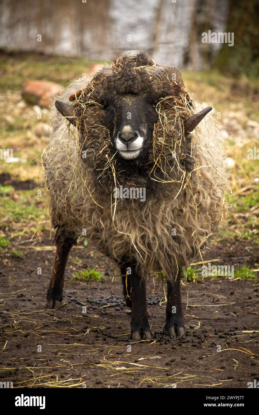 Estonian local Sheep. A close up of a male sheep Stock Photo - Alamy