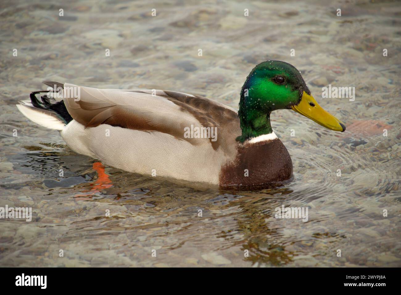 Mallard - a bird from the family of ducks detachment of waterfowl. The ...