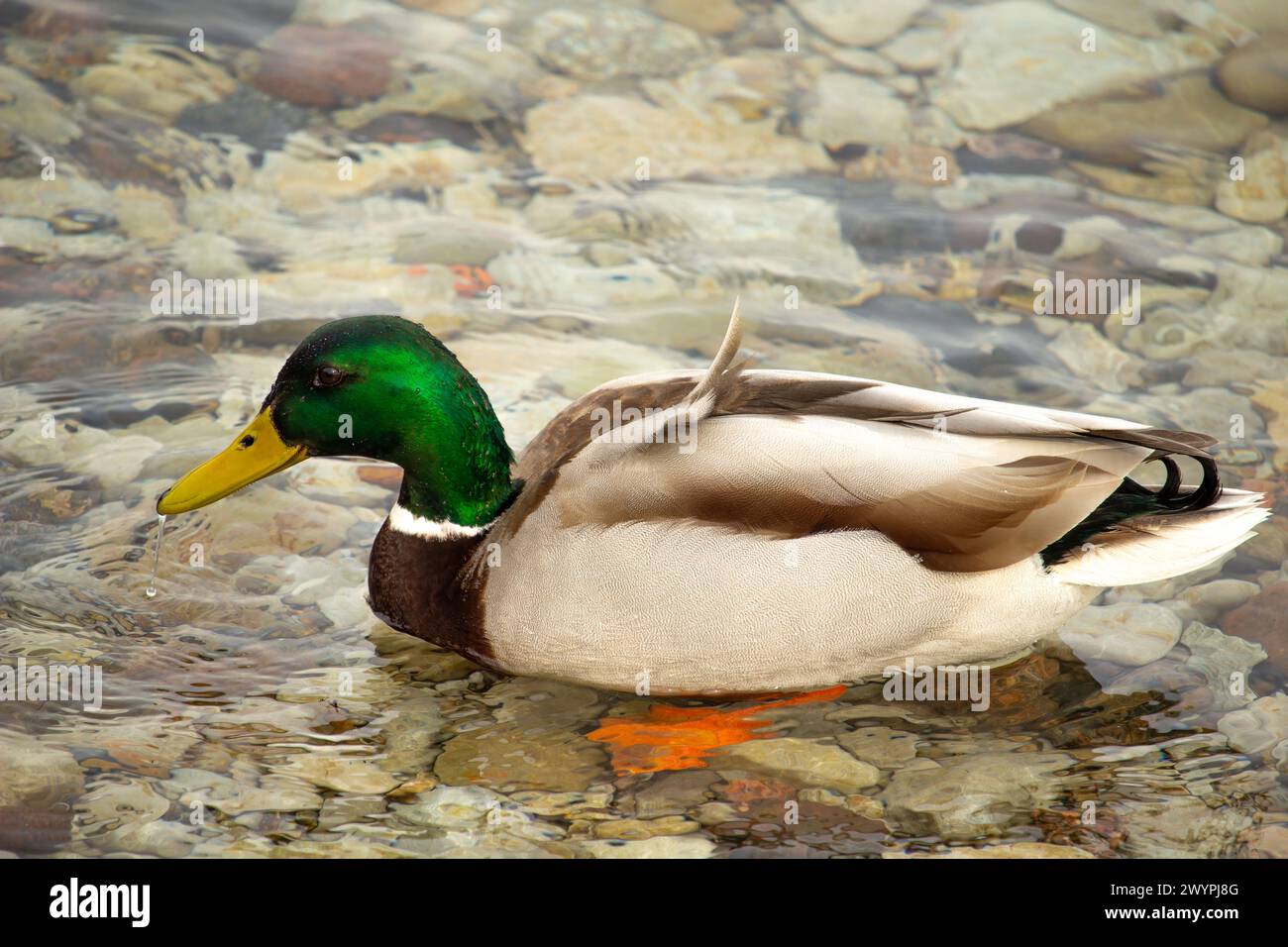 A mallard duck floating in a pond Stock Photo - Alamy