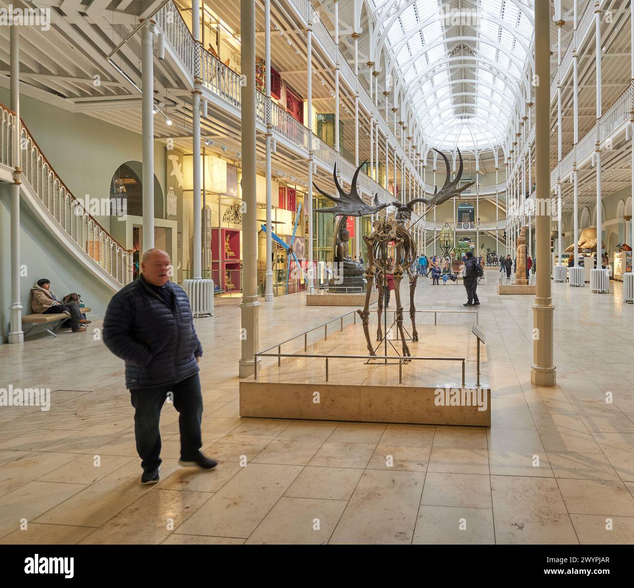 Deer skeleton in a museum in Edinburgh, Scotland Stock Photo - Alamy