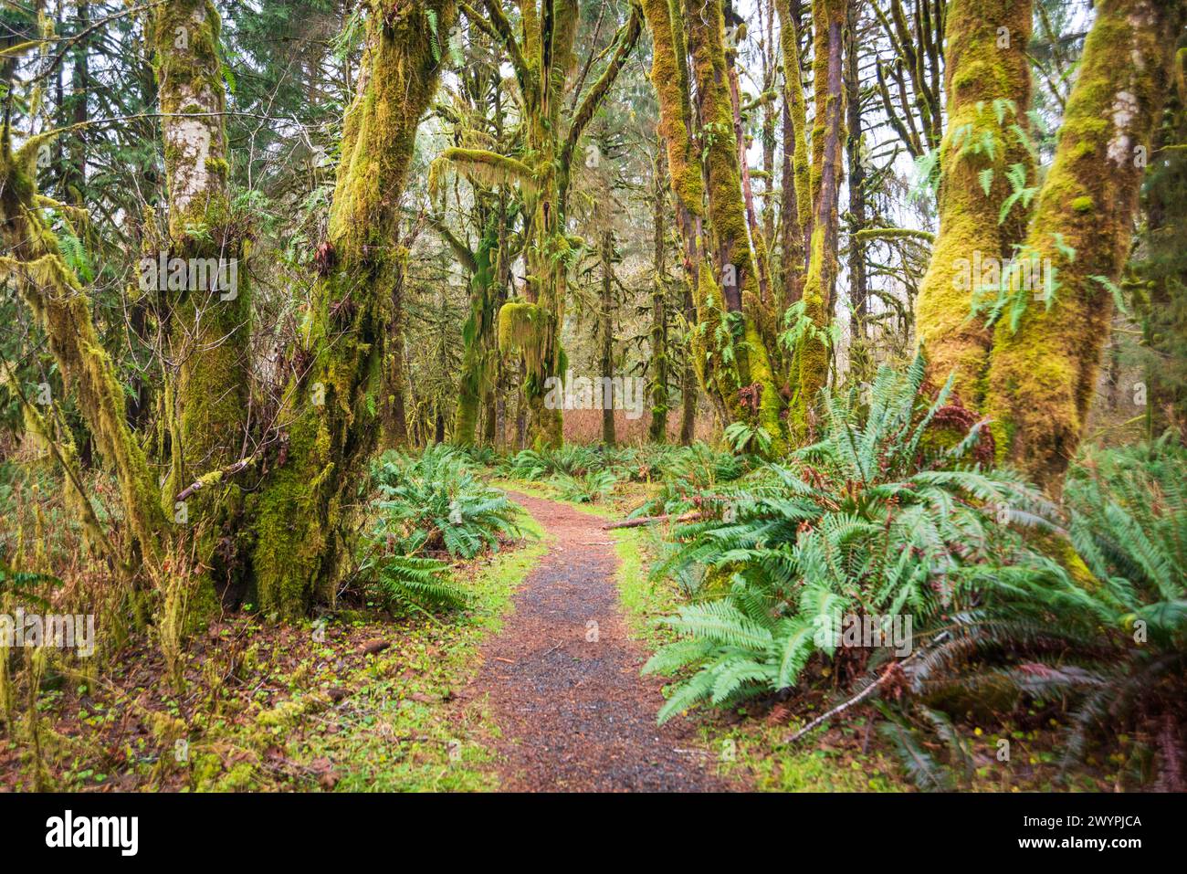 Trail through the Quinault Rainforest in Olympic National Park ...