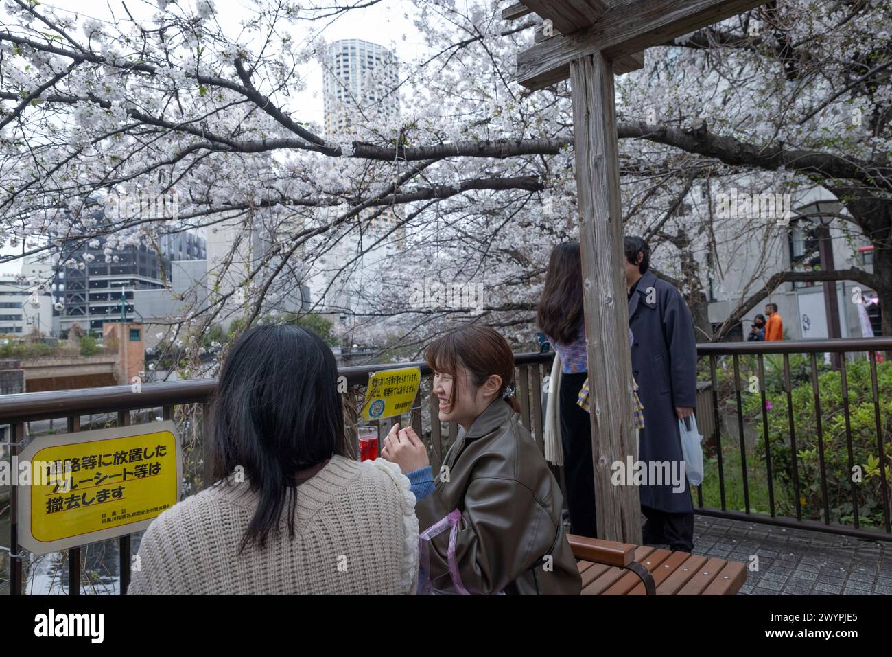 Hanami 2024 hi-res stock photography and images - Alamy