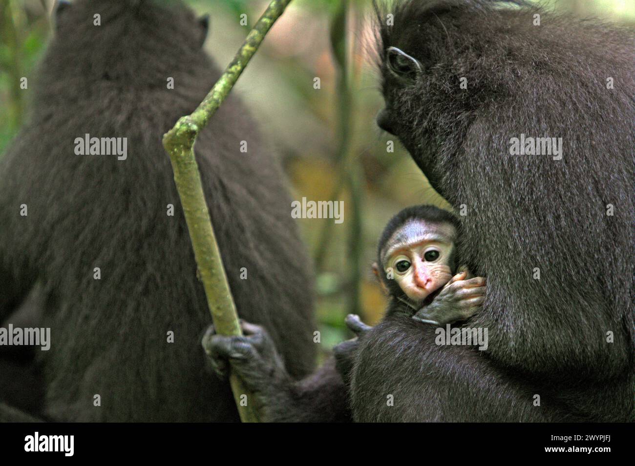A crested macaque (Macaca nigra) infant stares at camera while ...