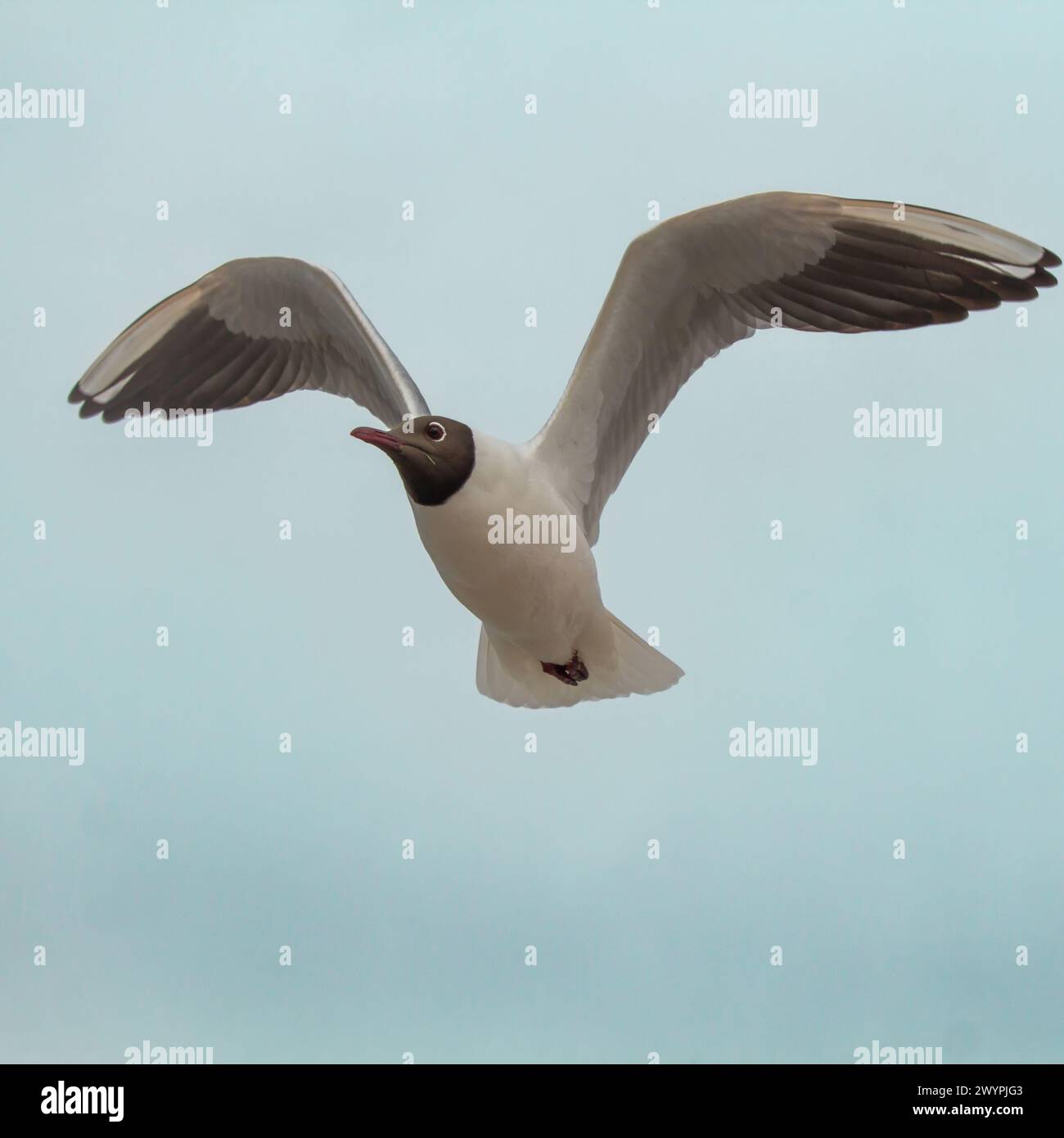 Blue scy hi-res stock photography and images - Alamy