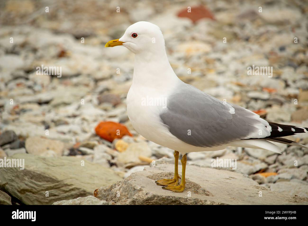 Sea gull standing on his feet on the beach. Close up view of white ...