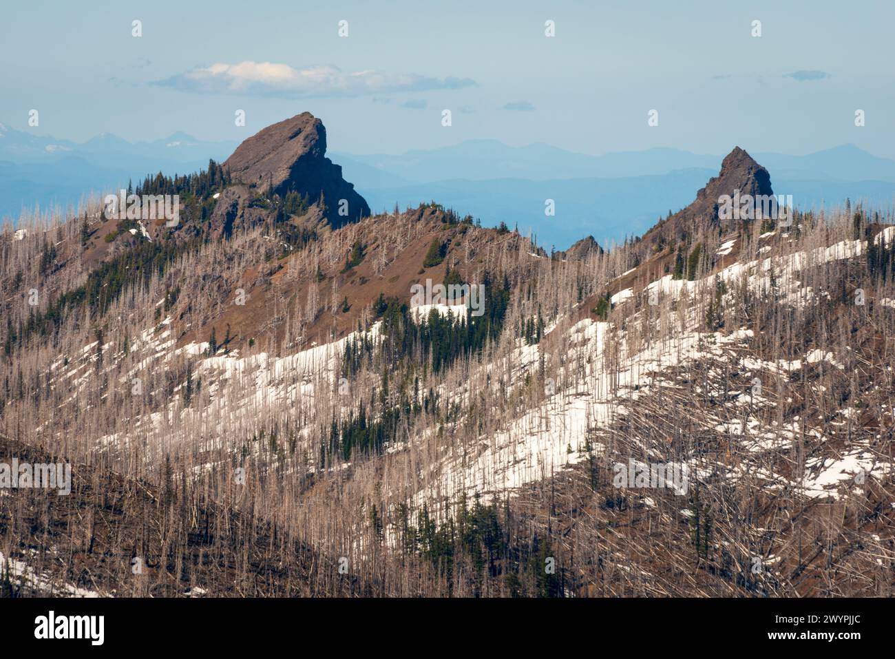 Hurricane Ridge in Olympic National Park, Mountain in Washington State ...