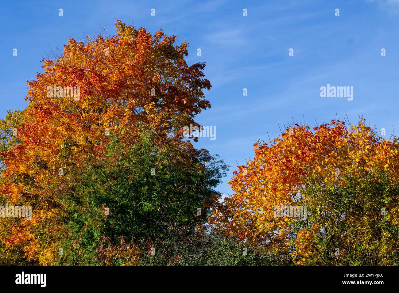 Map trees hi-res stock photography and images - Alamy