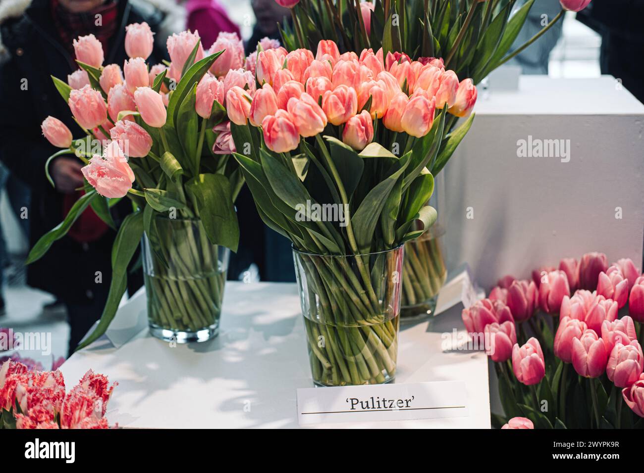 'Pulitzer' Tulips on Display at Floral Exhibition Stock Photo - Alamy