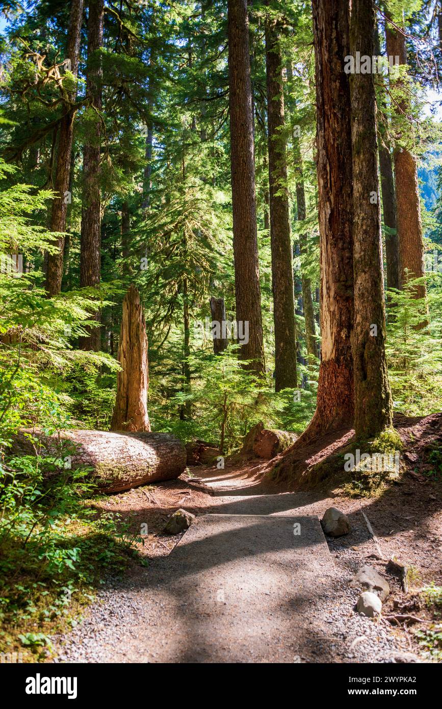 Dense Forest at the Sol Duc Falls trail in Olympic National Park ...