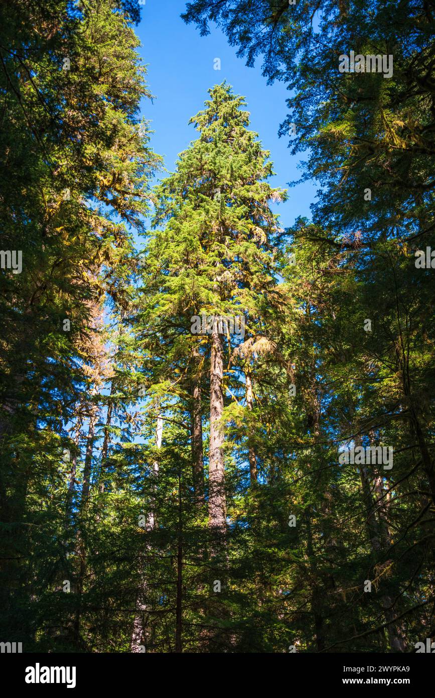 Dense Forest at the Sol Duc Falls trail in Olympic National Park ...