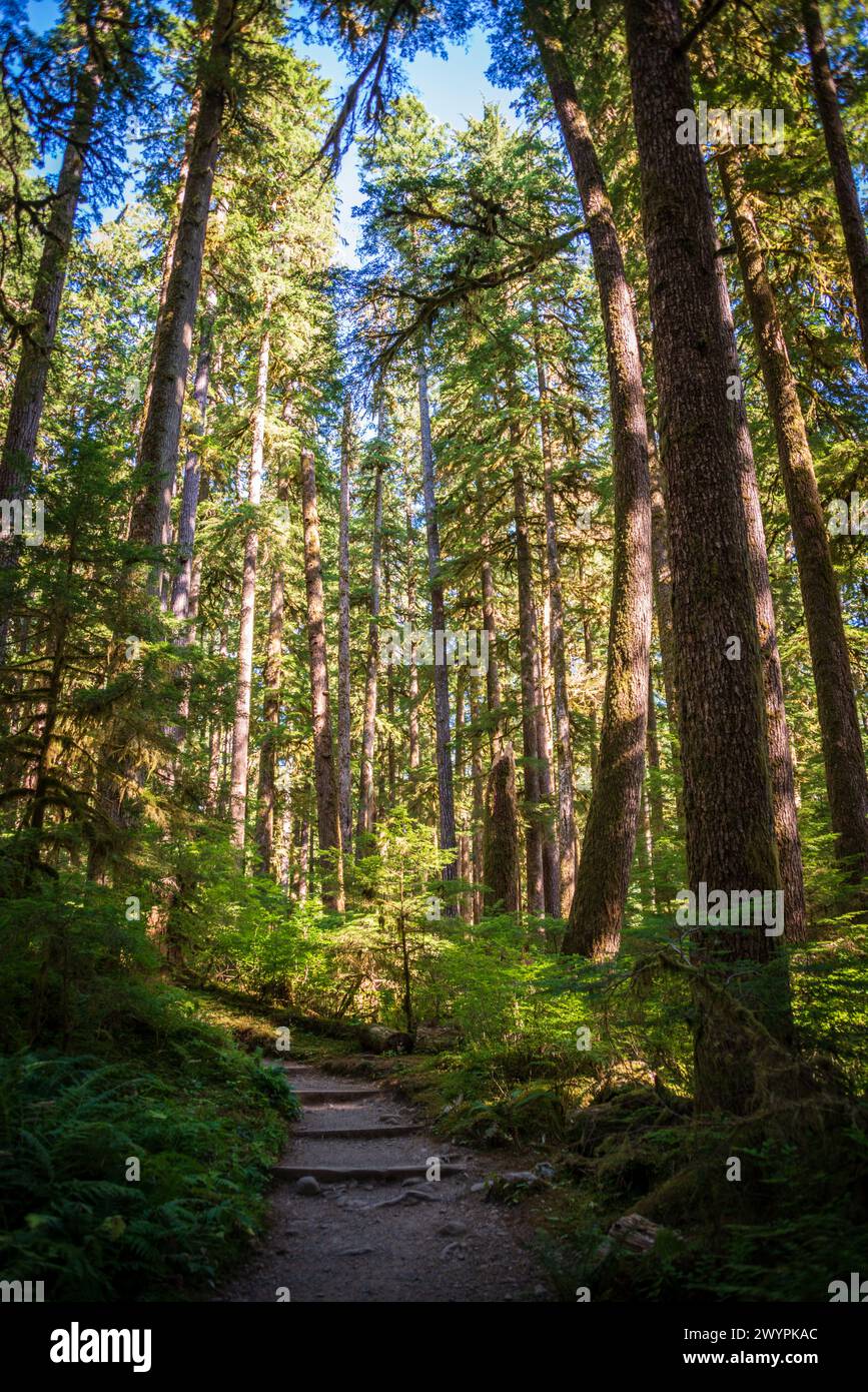 Dense Forest at the Sol Duc Falls trail in Olympic National Park ...