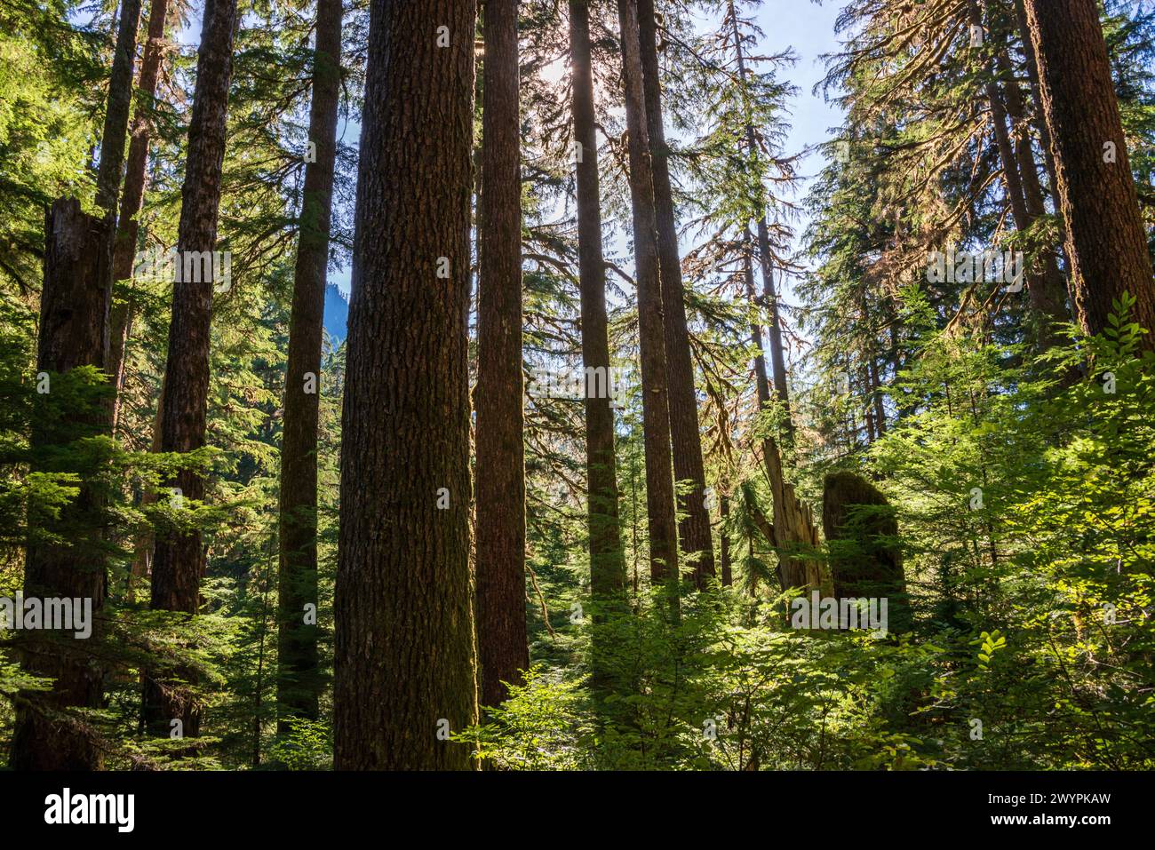 Dense Forest at the Sol Duc Falls trail in Olympic National Park ...