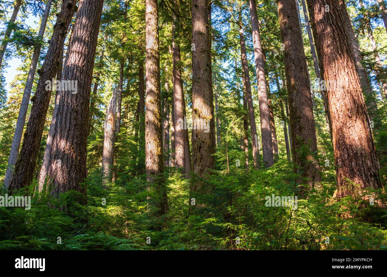 Dense Forest at the Sol Duc Falls trail in Olympic National Park ...
