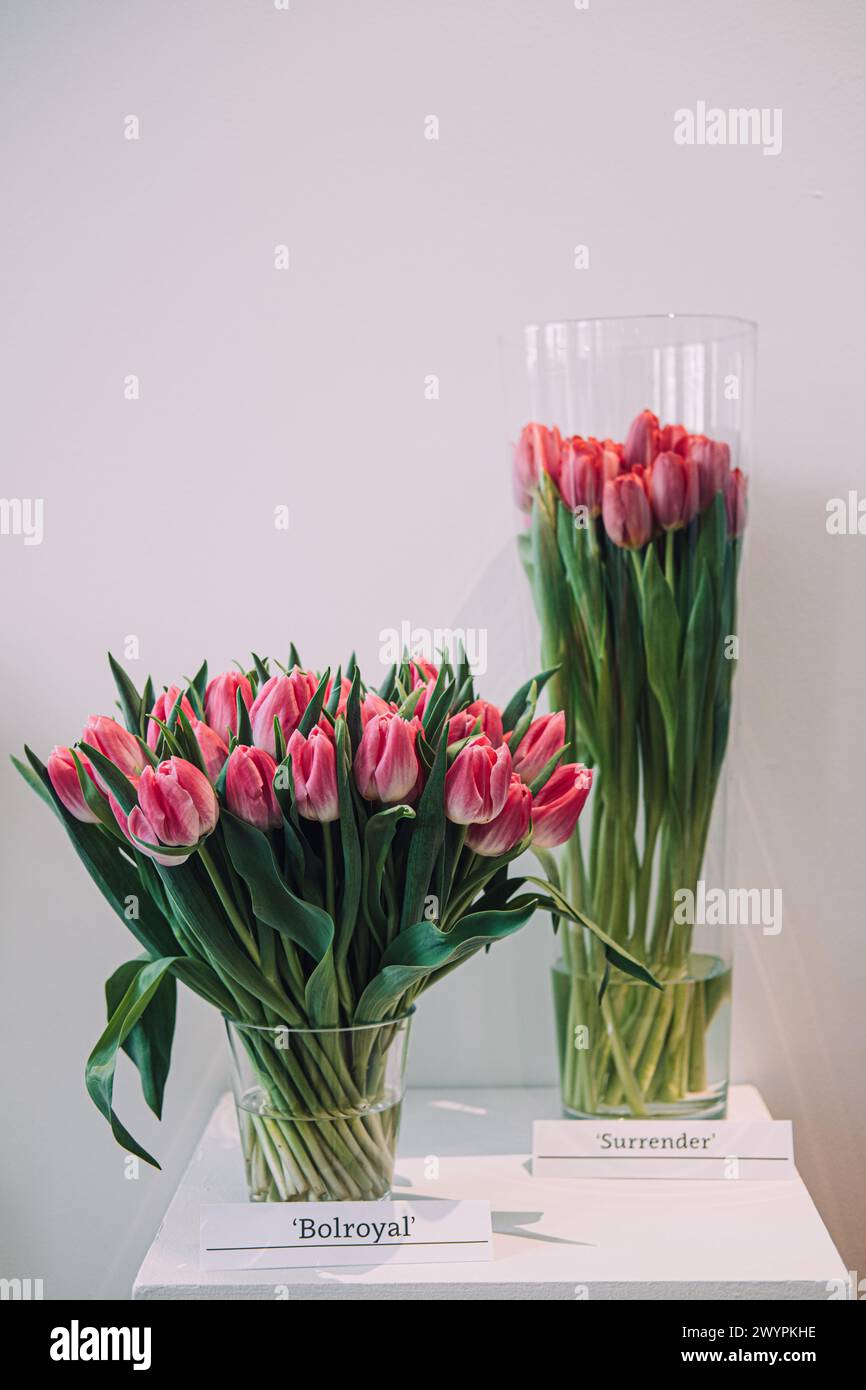 Elegant tulip varieties hi-res stock photography and images - Alamy