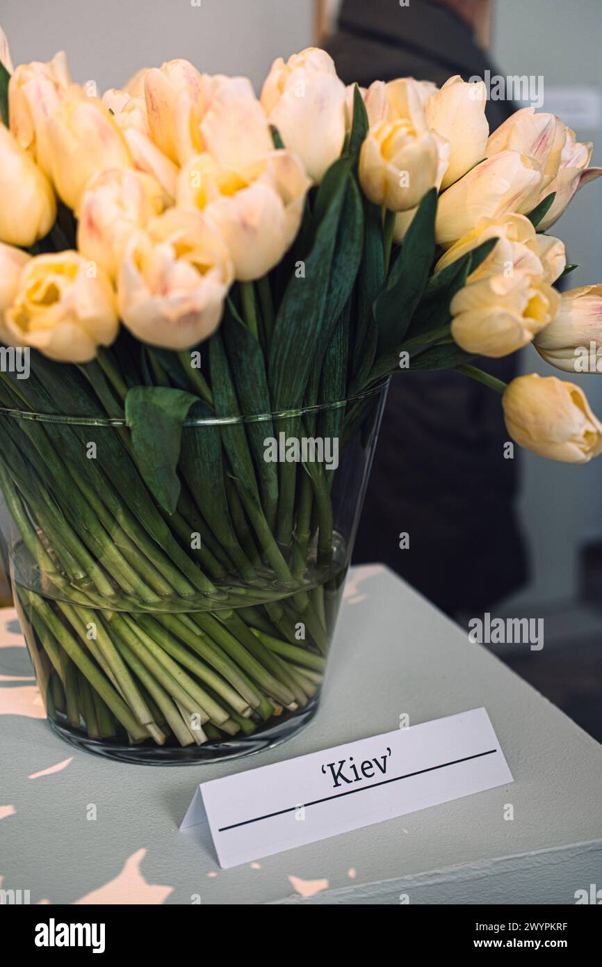 Elegant tulip varieties hi-res stock photography and images - Alamy