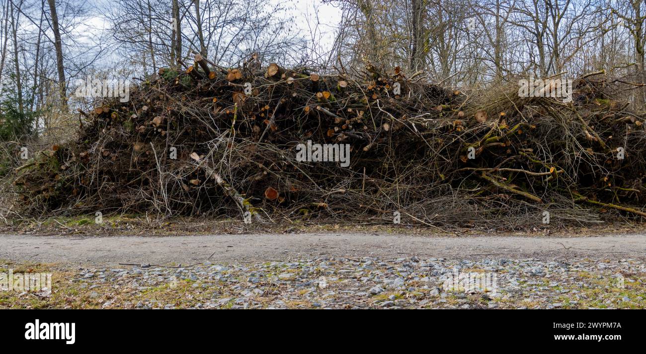 Brush pile in forest hi-res stock photography and images - Alamy