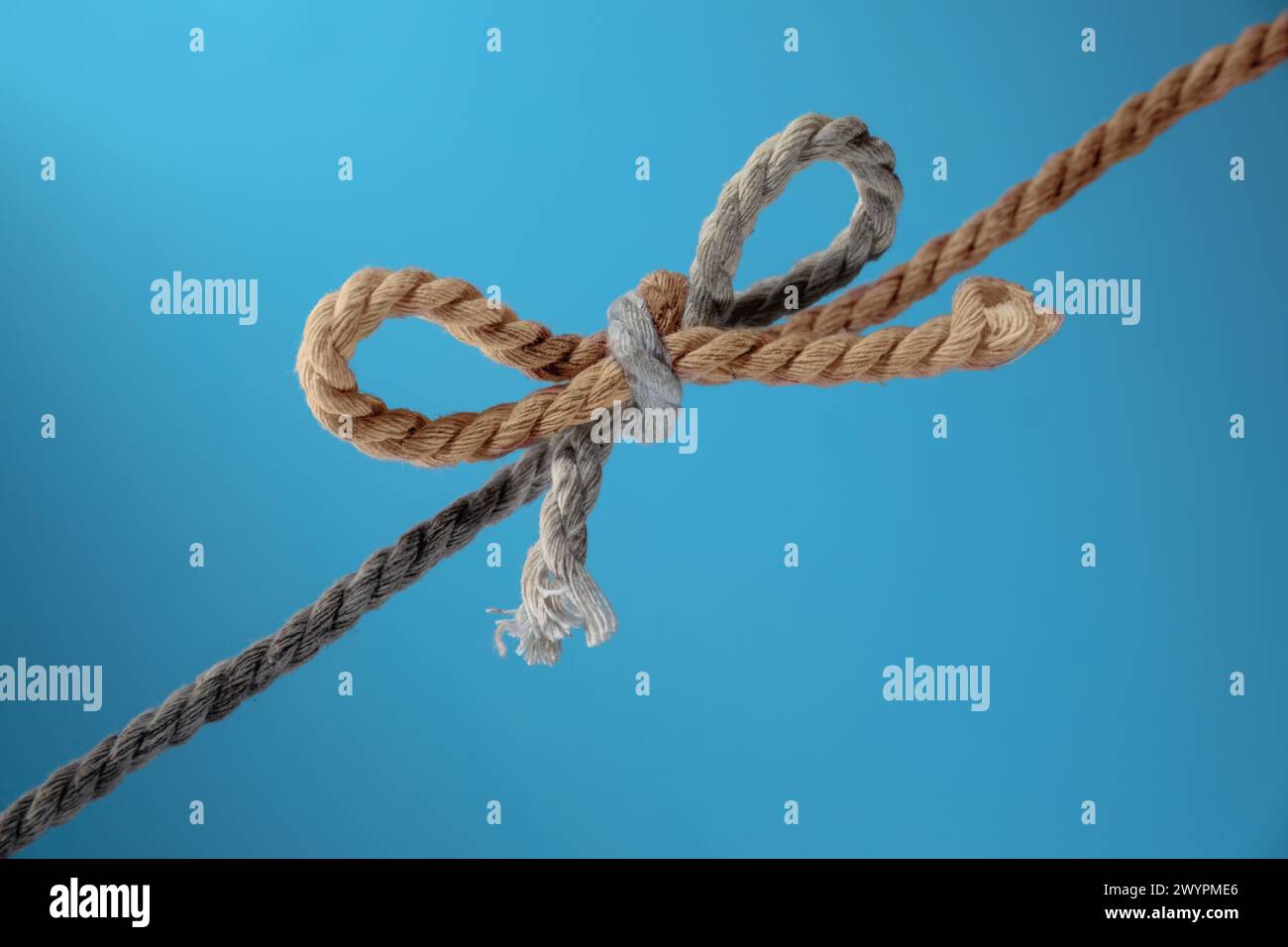 Two ropes, gray and brown, tied together in a bow, concept for teamwork ...