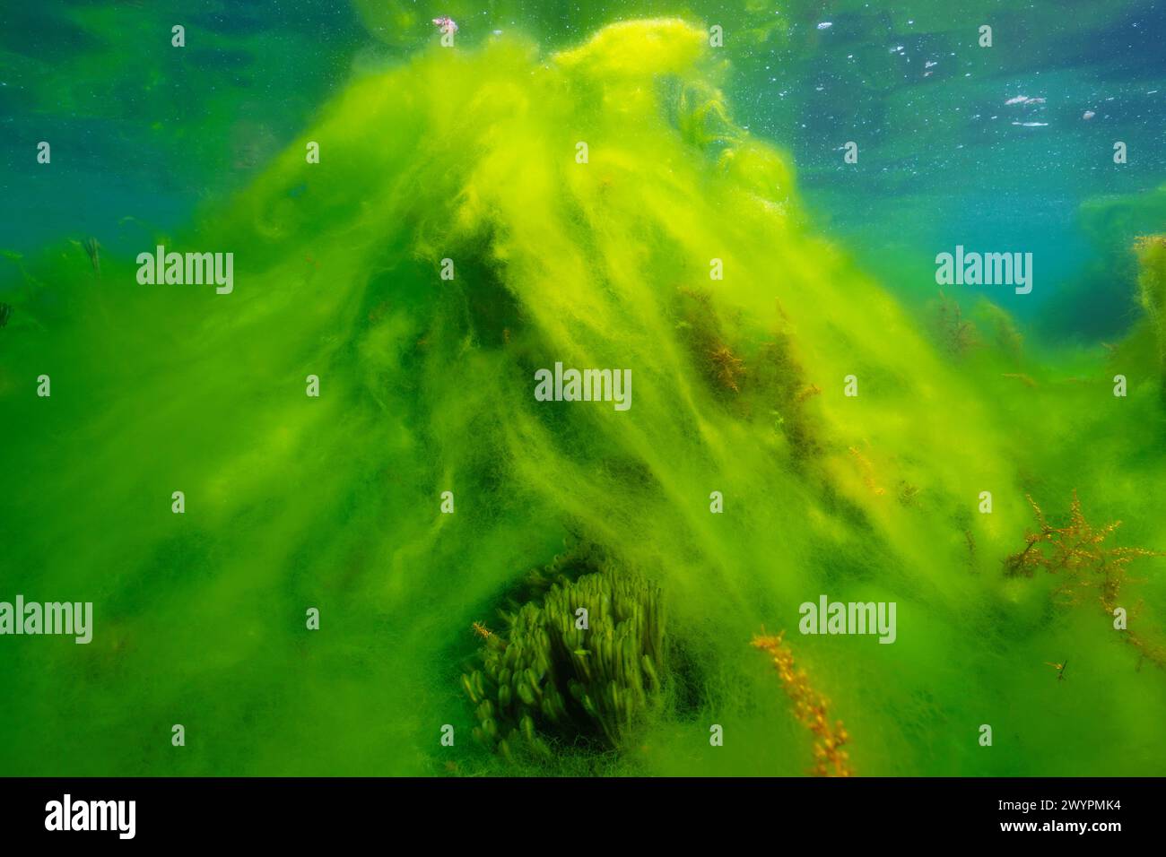 Algal bloom in the ocean, filamentous algae underwater in the Eastern ...