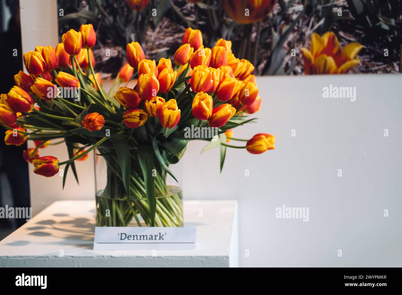 'Denmark' Tulips Arrangement at Floral Exhibit Stock Photo - Alamy