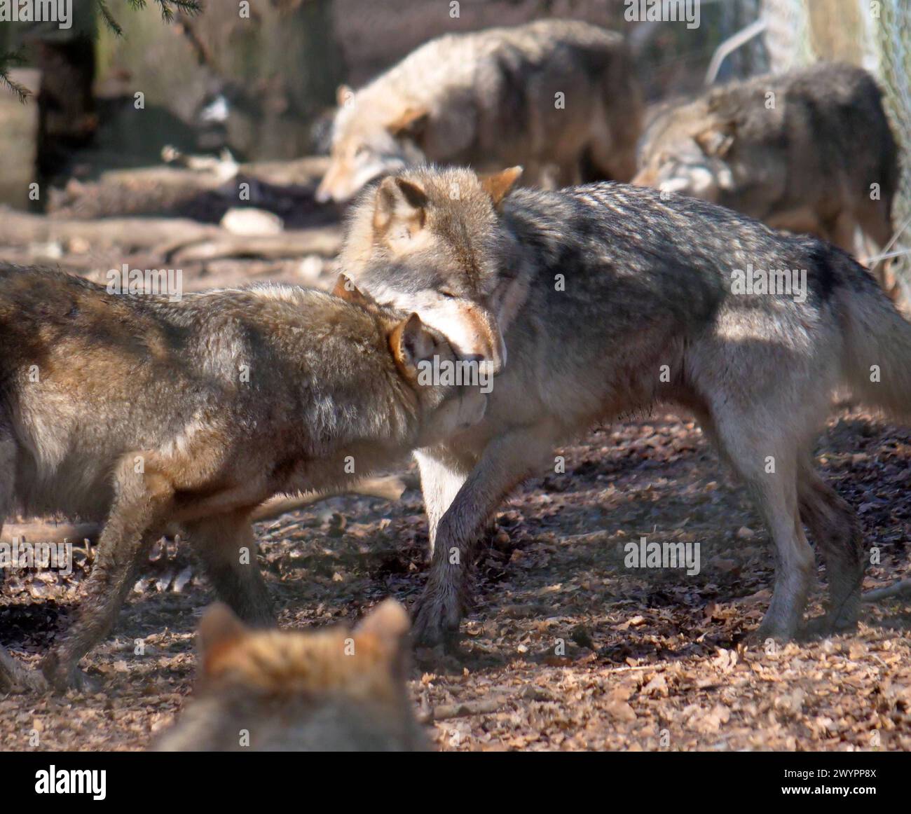 Wolf Europaeischer Grauwolf in Aktion Wolf Grauwolf *** Wolf European ...