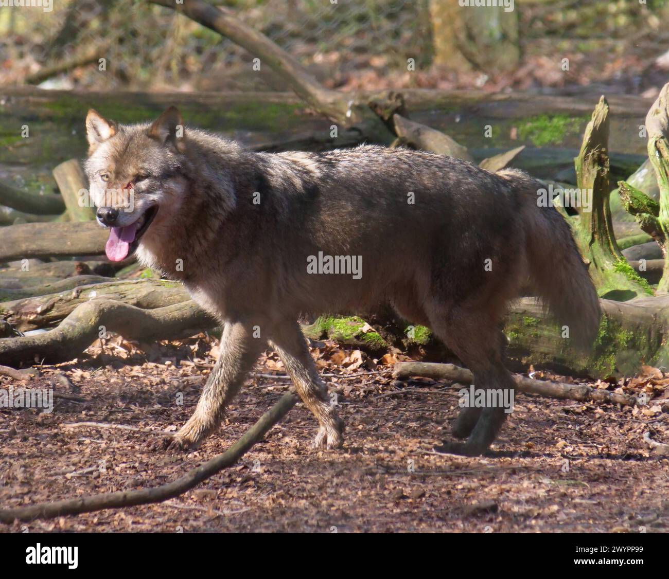 Wolf Europaeischer Grauwolf in Aktion Wolf Grauwolf *** Wolf European ...