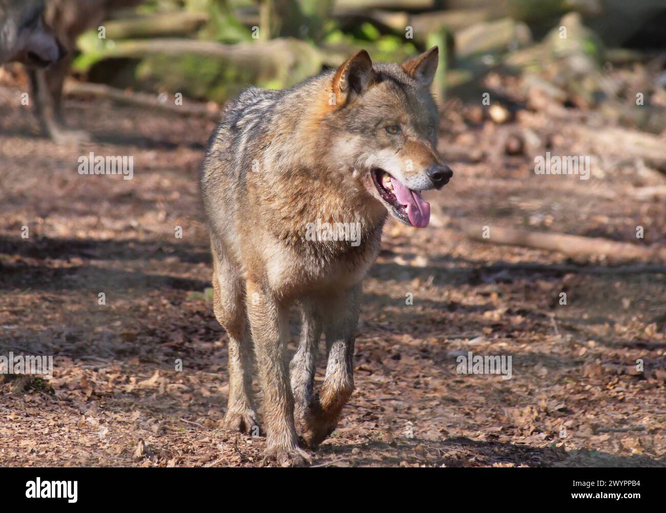 Wolf Europaeischer Grauwolf in Aktion Wolf Grauwolf *** Wolf European ...