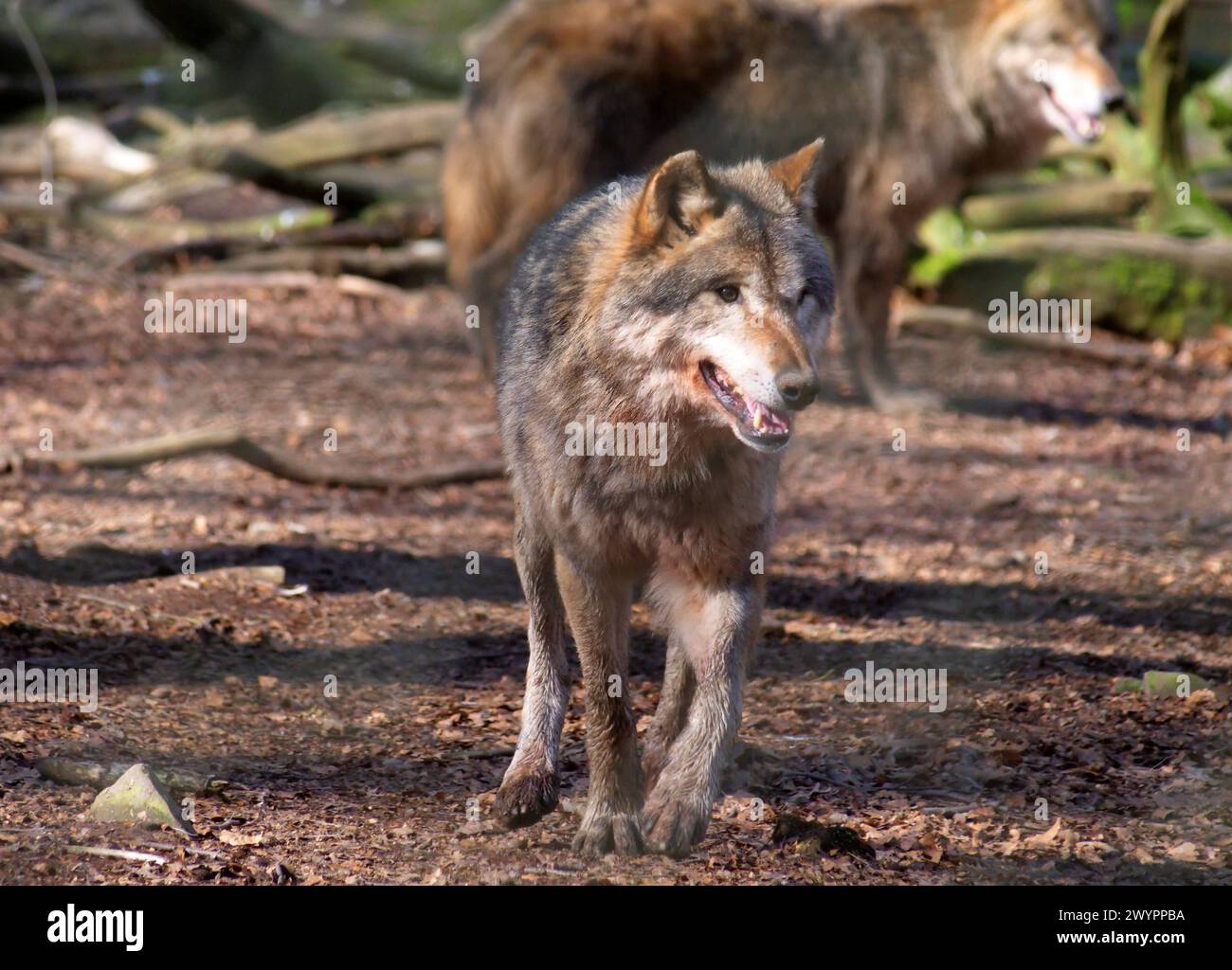 Wolf Europaeischer Grauwolf in Aktion Wolf Grauwolf *** Wolf European ...
