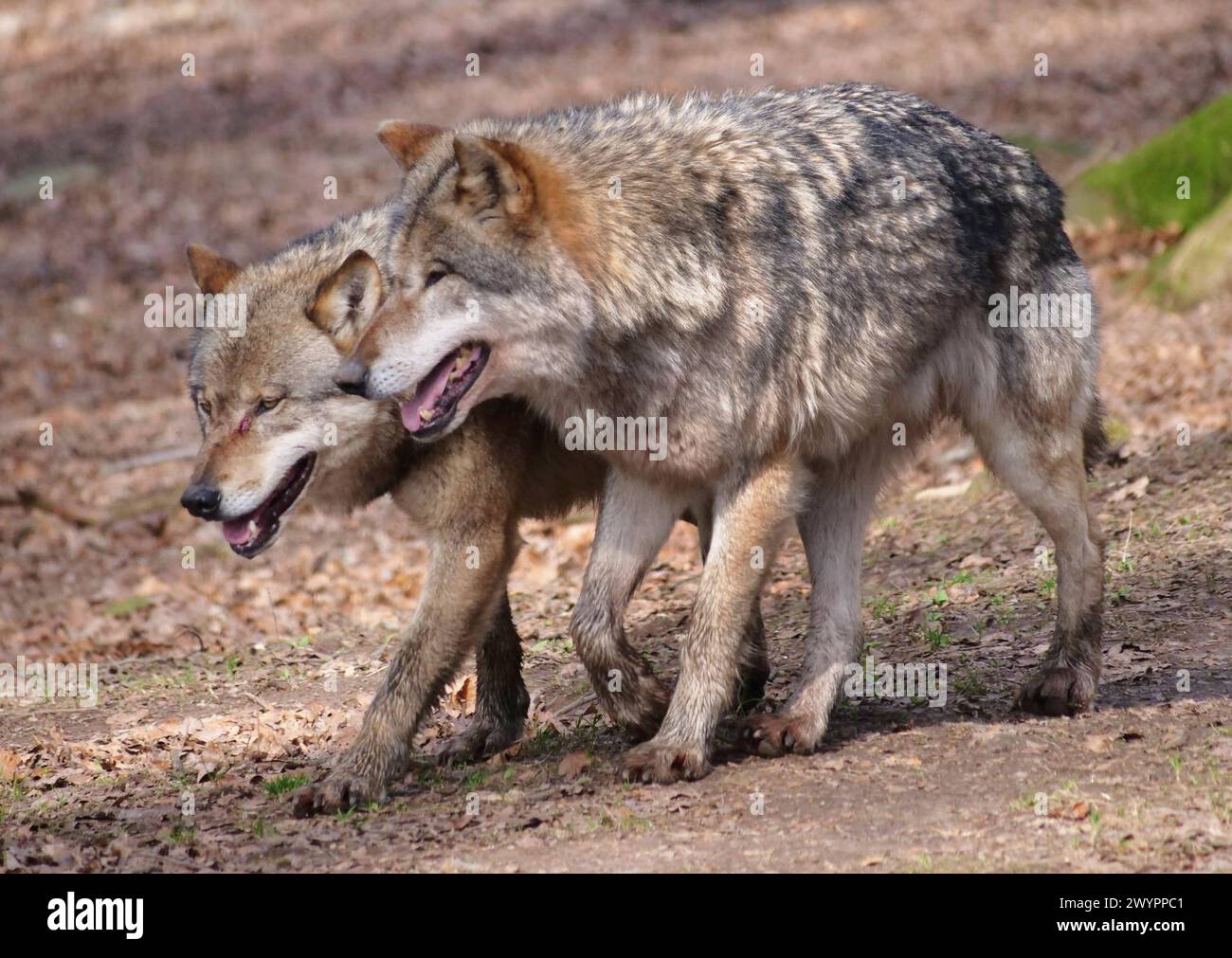 Wolf Europaeischer Grauwolf in Aktion Wolf Grauwolf *** Wolf European ...