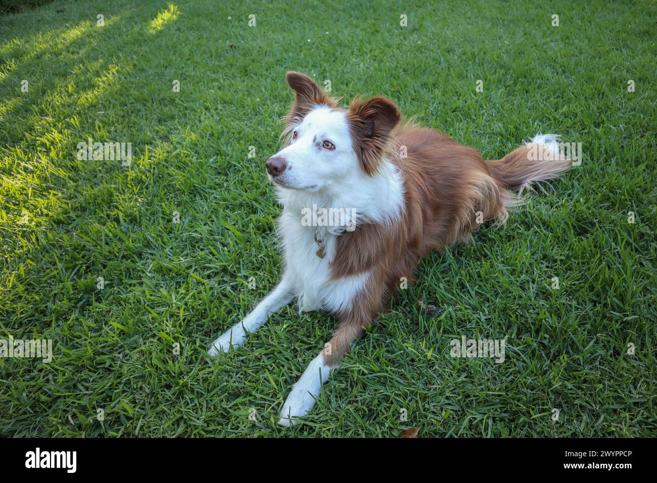 Domestic african dogs hi-res stock photography and images - Alamy