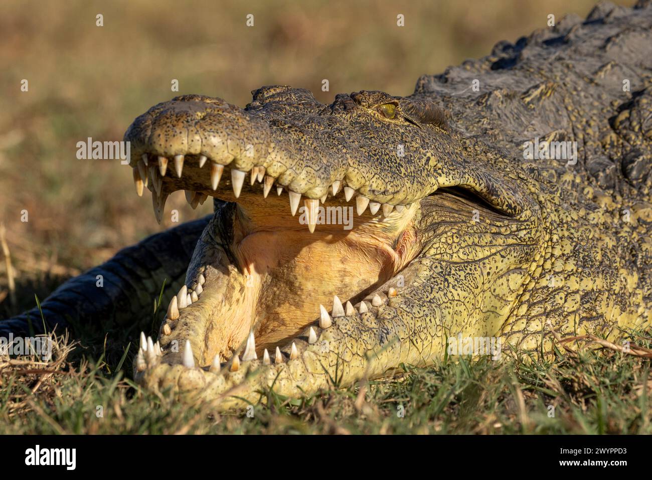 Portrait of a Nile Crocodile resiting on a sandbank with it's jaws open ...