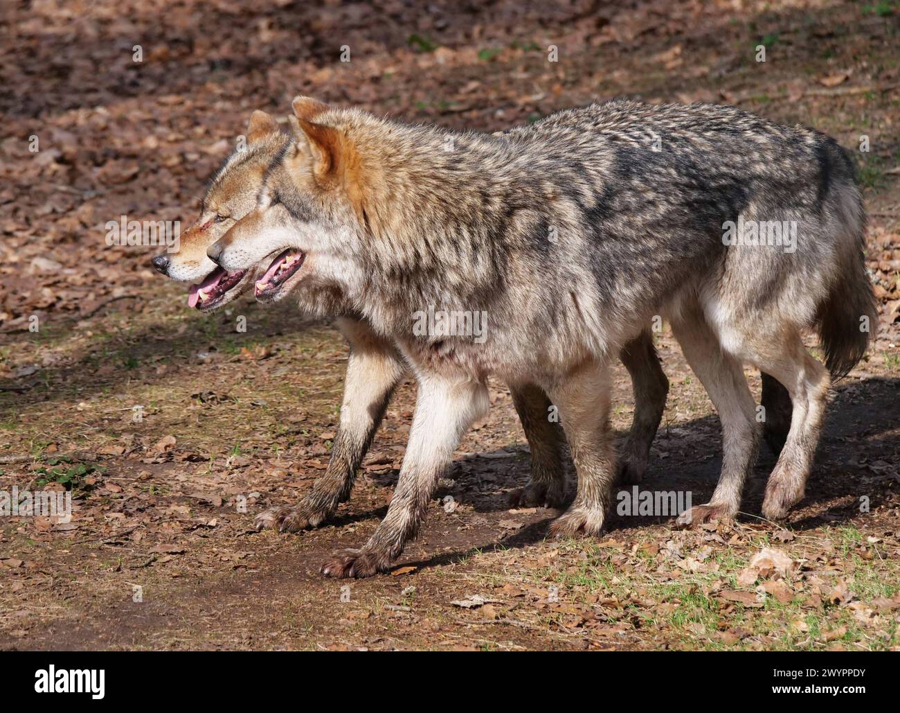 Wolf Europaeischer Grauwolf in Aktion Wolf Grauwolf *** Wolf European ...