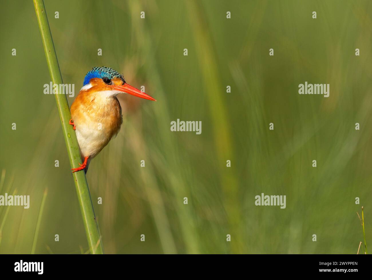 Kavango hi-res stock photography and images - Alamy